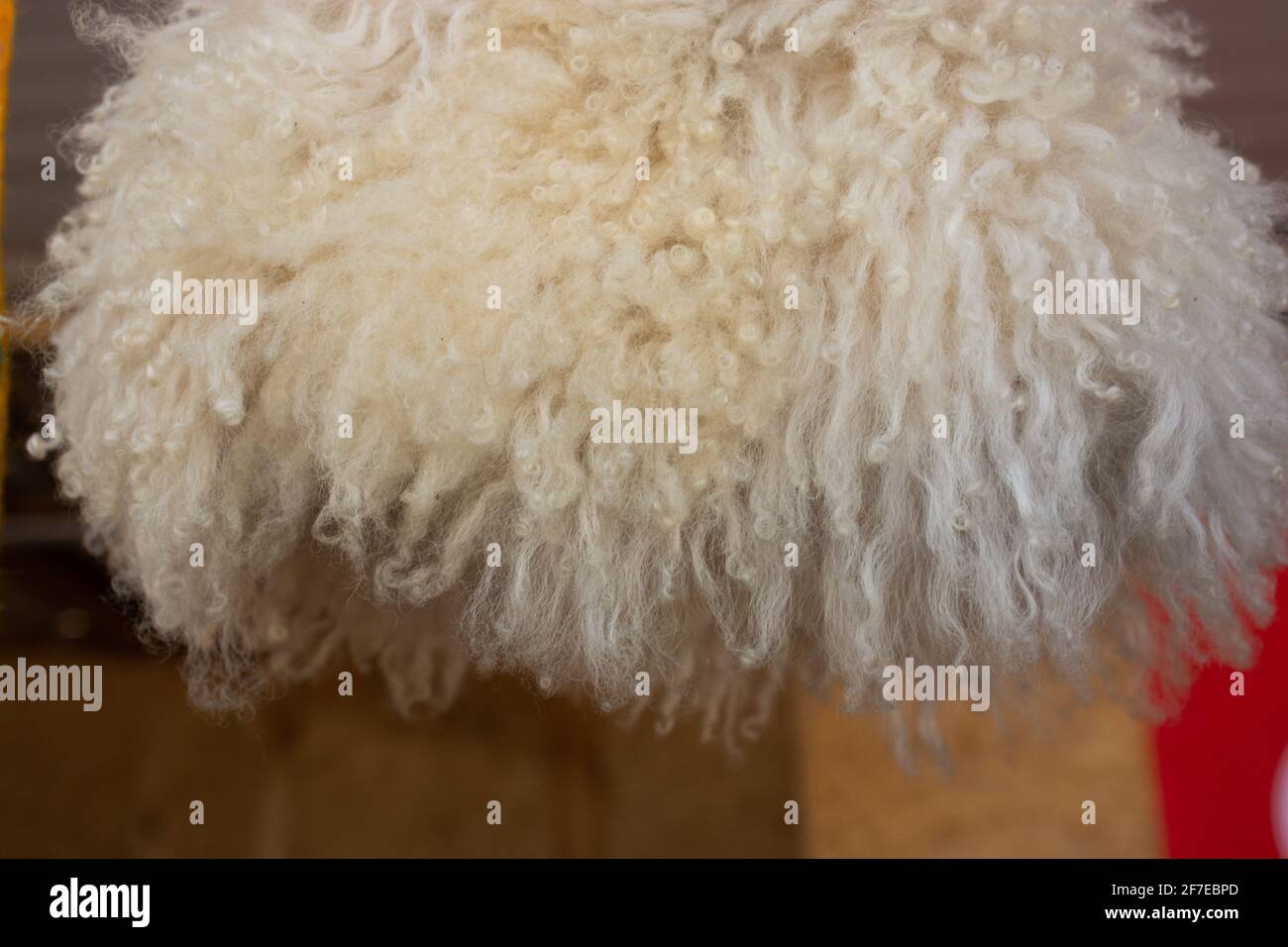 wool sheep hair texture Natural animal fur background Stock Photo - Alamy