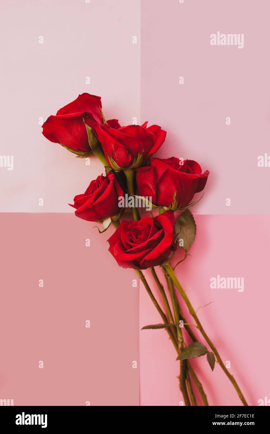 Pink roses background. Red roses on pink background. February backdrop ...