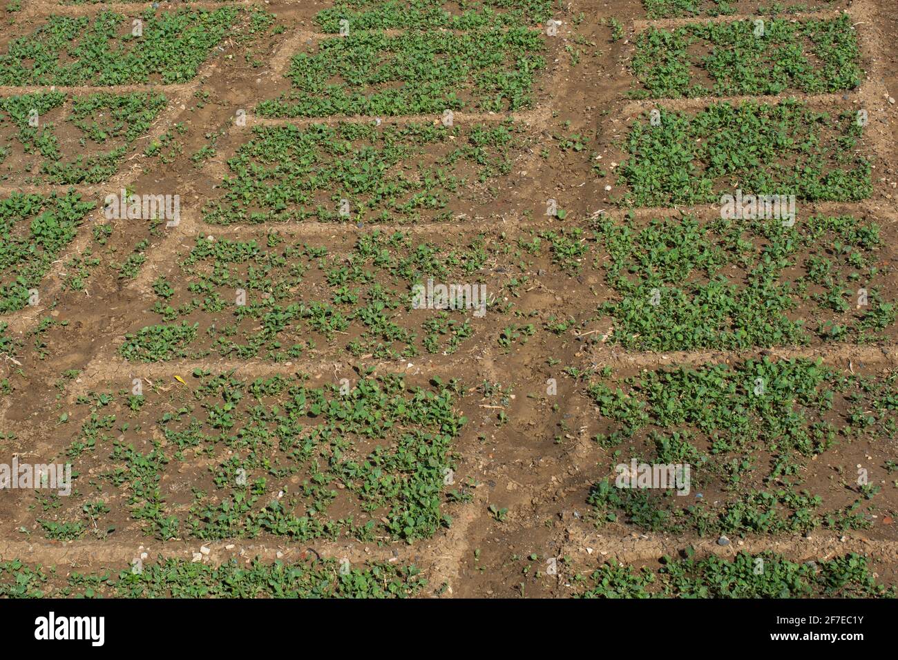 Growing sprouted agricultural crops in spring field Stock Photo - Alamy