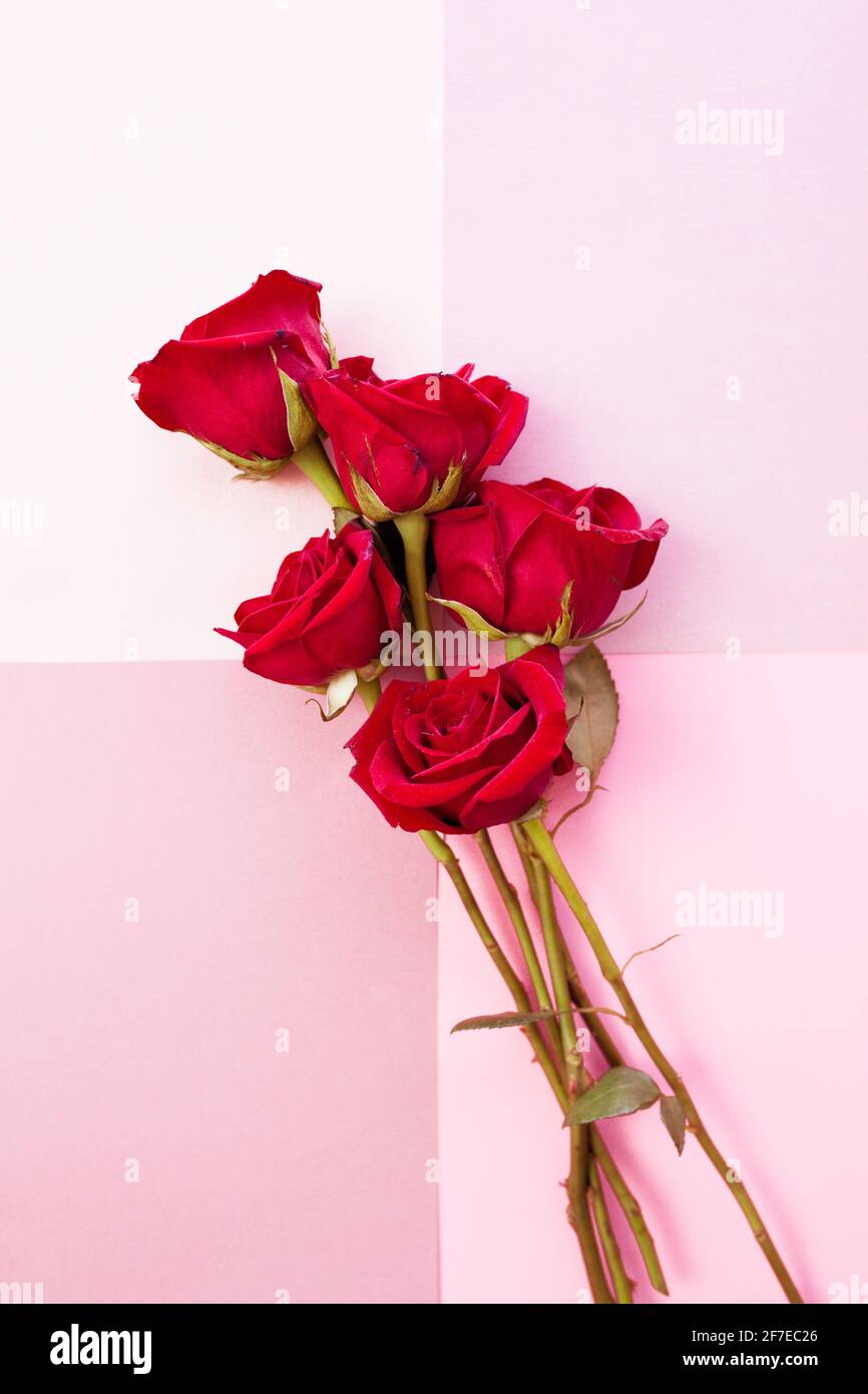 Pink roses background. Red roses on pink background. February backdrop ...