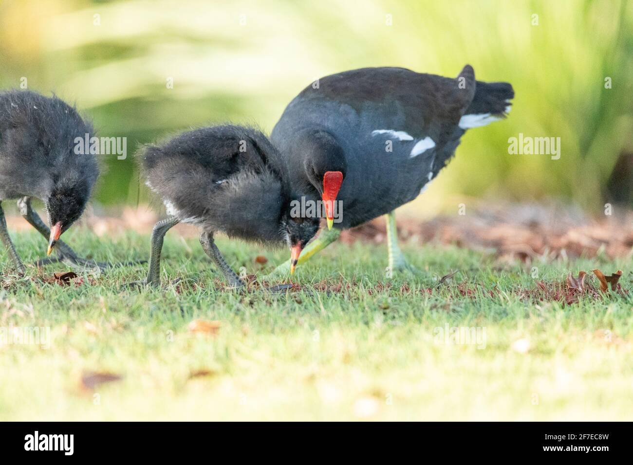 Mother and Baby Common moorhen wading bird Gallinula chloropus has ...