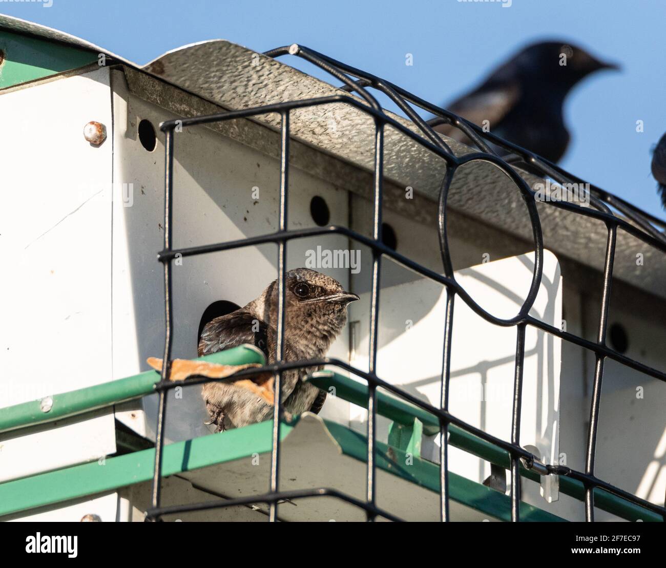 Female Purple martin bird Progne subis perches in a birdhouse in Marco ...