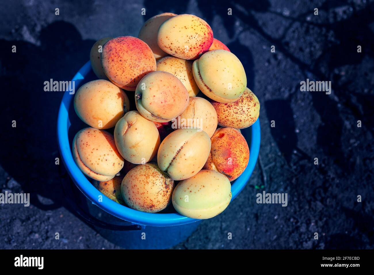 Harvest of apricots . Basket full of fresh and sweet fruits Stock Photo ...