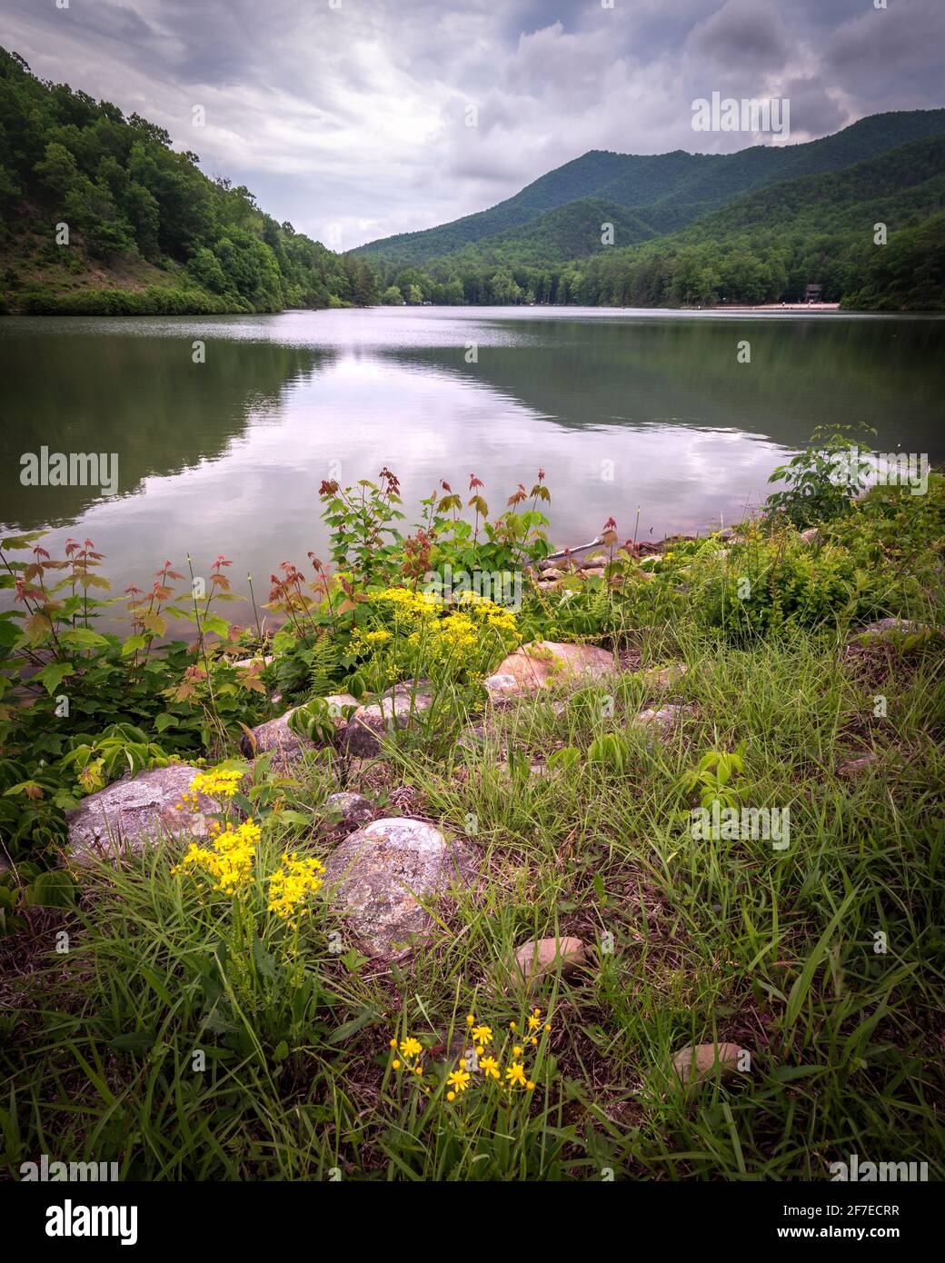 Late Spring wildflowers along the shore of Douthat State Park in the ...