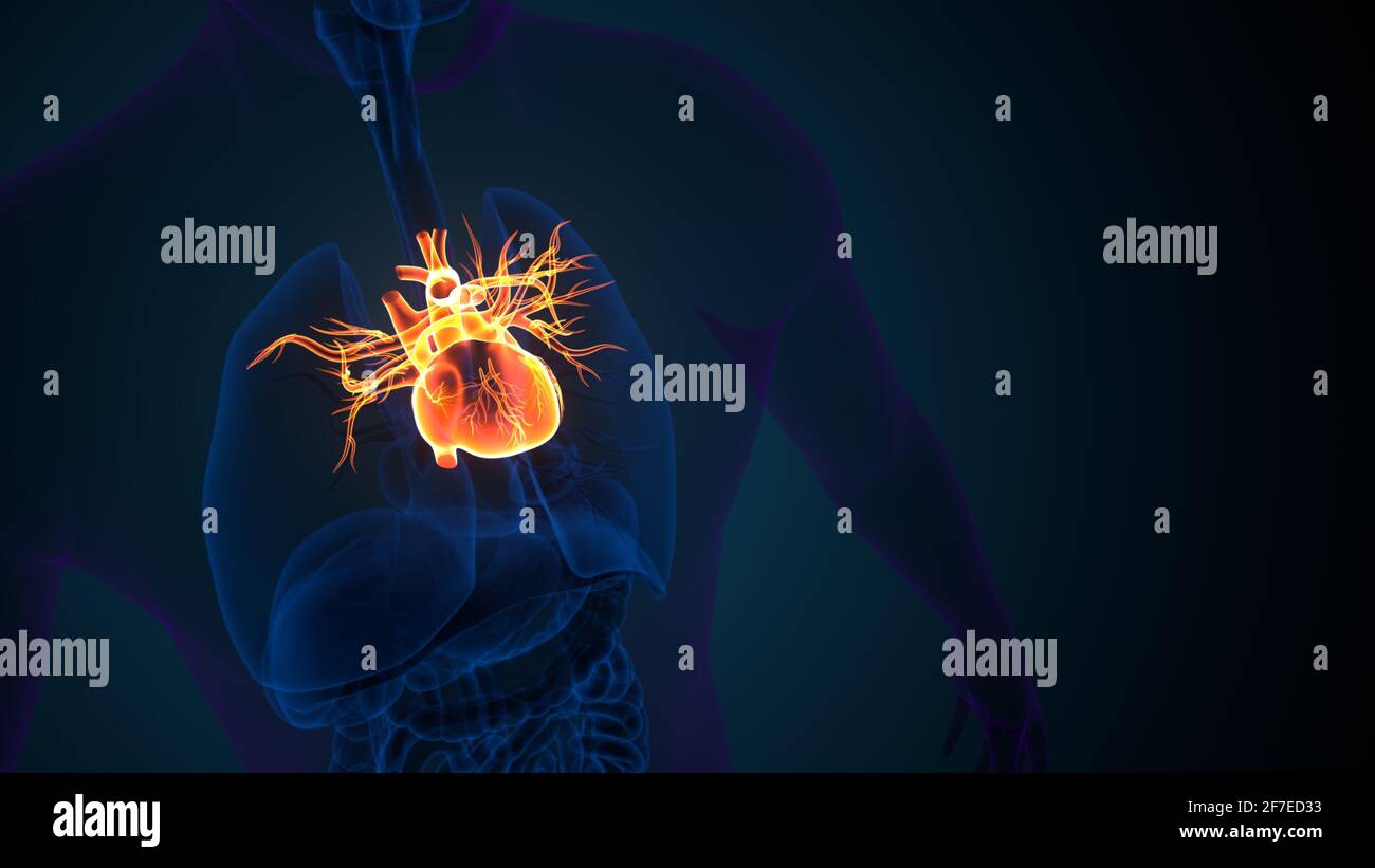 3d render of male human body heart anatomy Stock Photo - Alamy