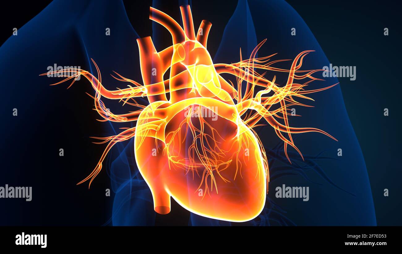 3d render of male human body heart anatomy Stock Photo - Alamy
