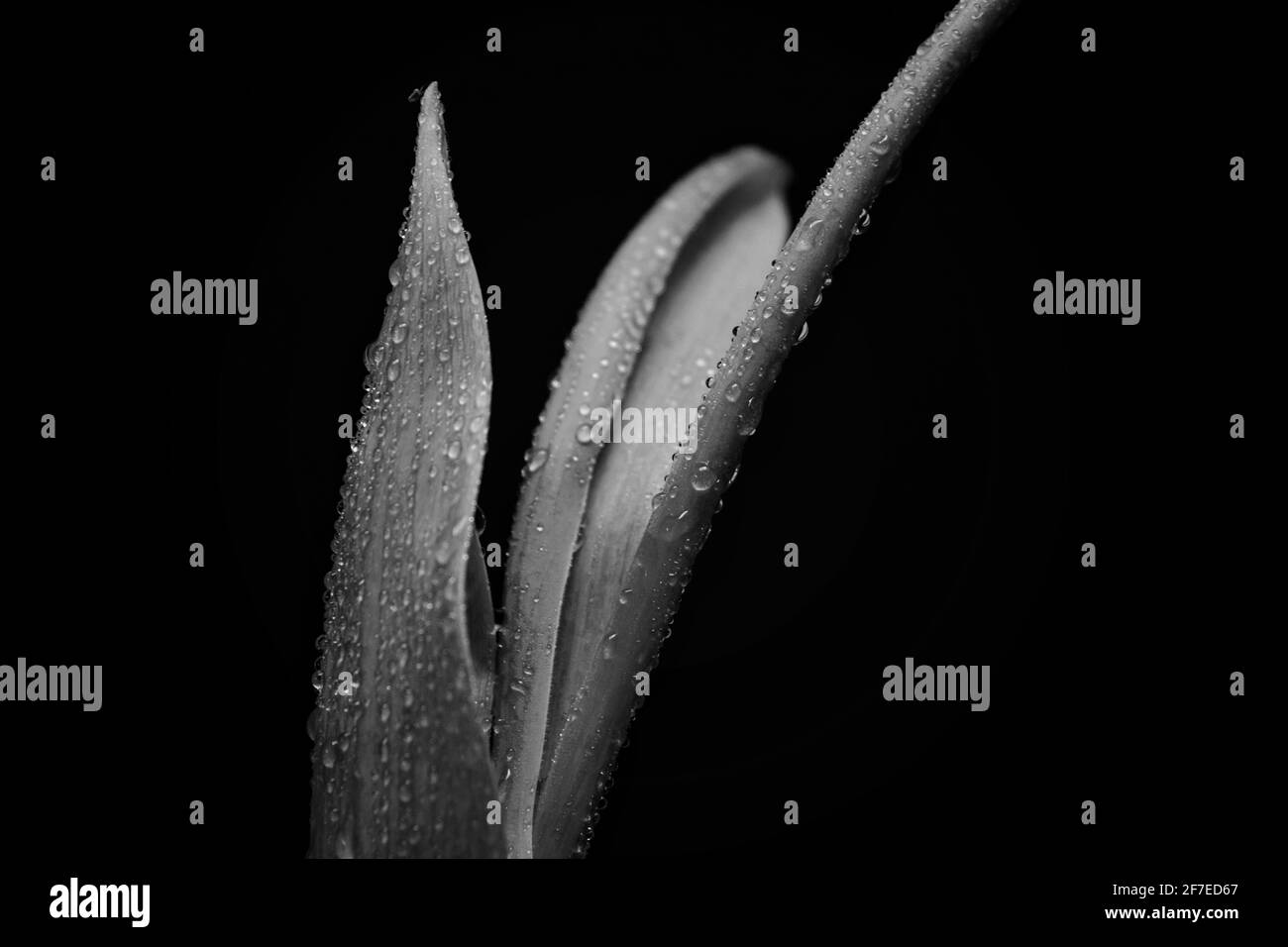 Spring macro shot Black and White Stock Photos & Images - Alamy