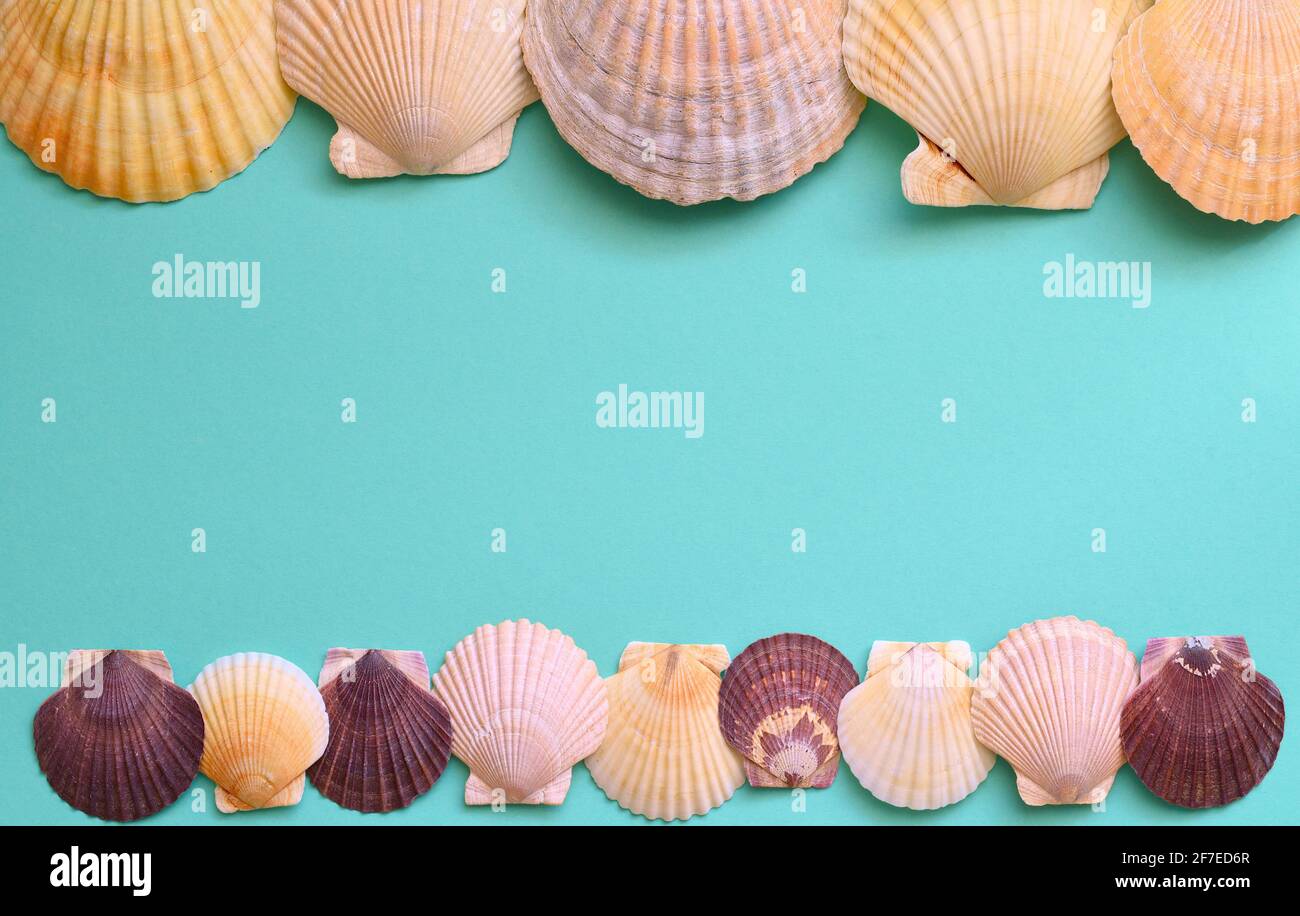 Marine frame made of Japanese sea scallop seashells on a blue ...