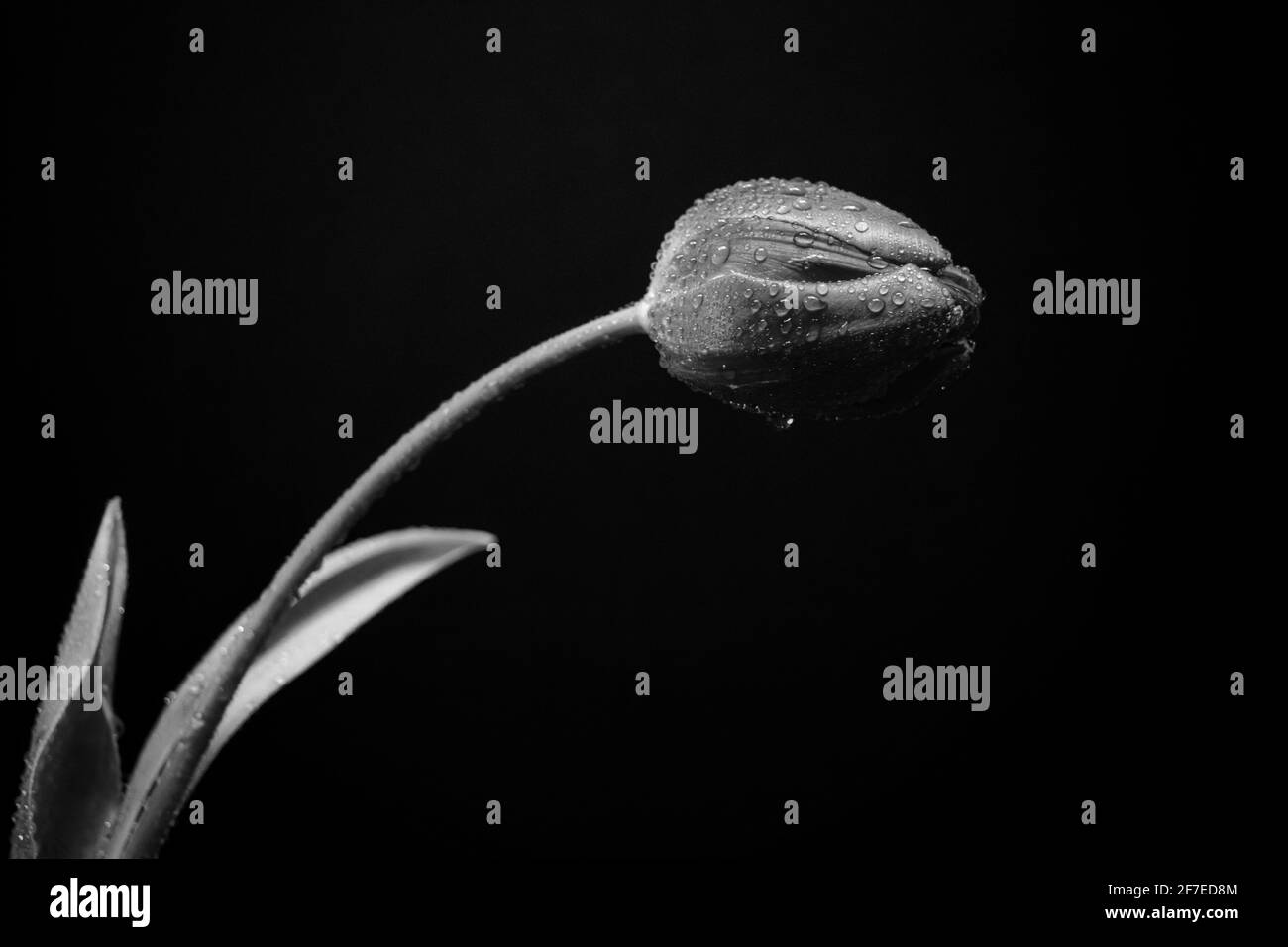 Spring macro shot Black and White Stock Photos & Images - Alamy