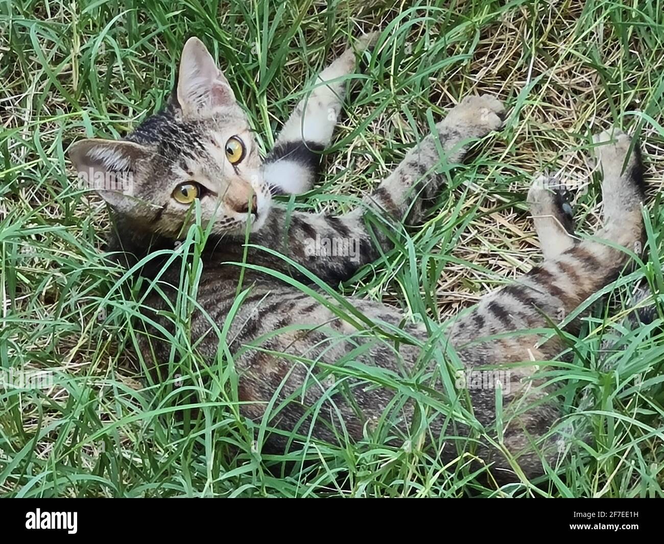 photo of beautiful cat from iraq Stock Photo - Alamy