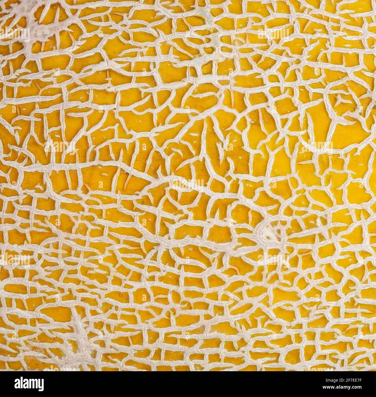 Close up of rough melon skin in full frame format Stock Photo - Alamy