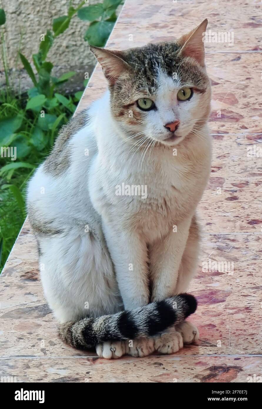 Iran persian cat hi-res stock photography and images - Alamy