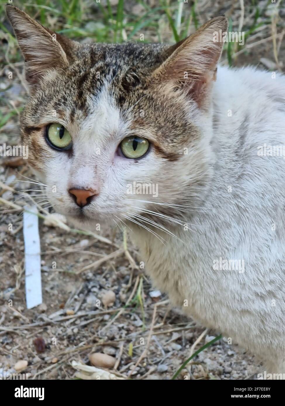 Arabian wild cat hi-res stock photography and images - Alamy