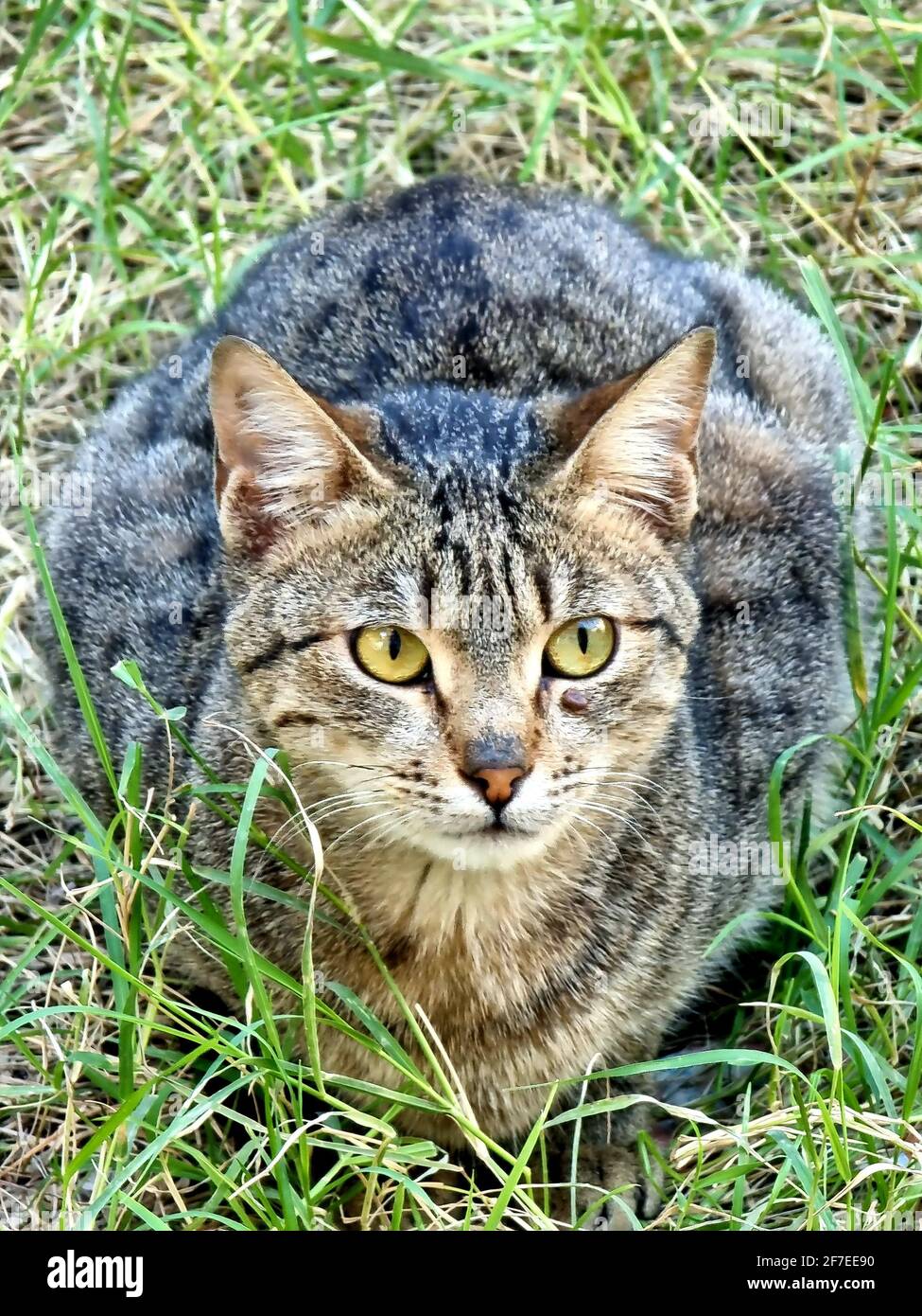 photo of beautiful cat from iraq Stock Photo - Alamy