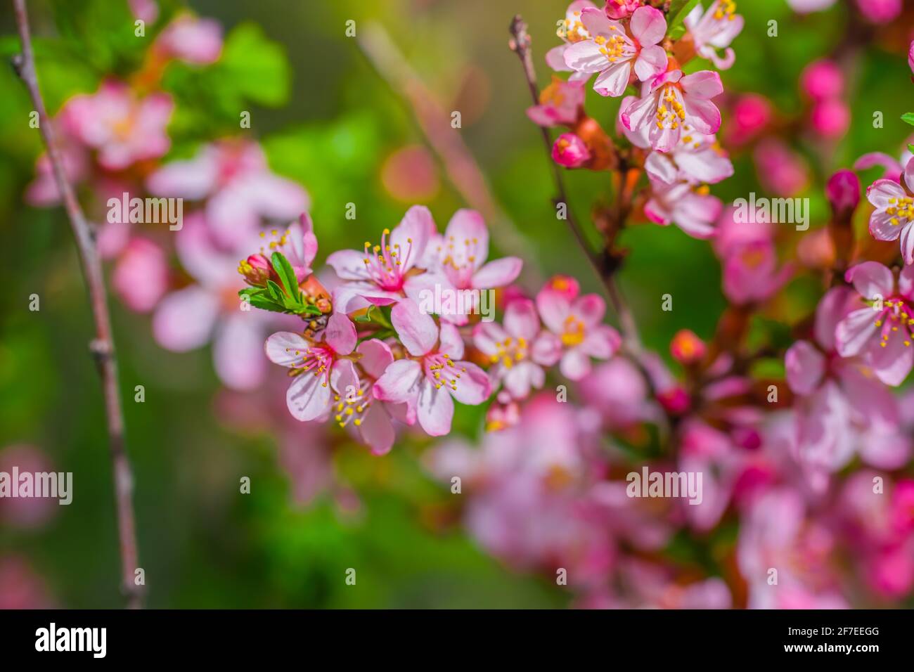 Spring flowering pink almond closeup Stock Photo - Alamy