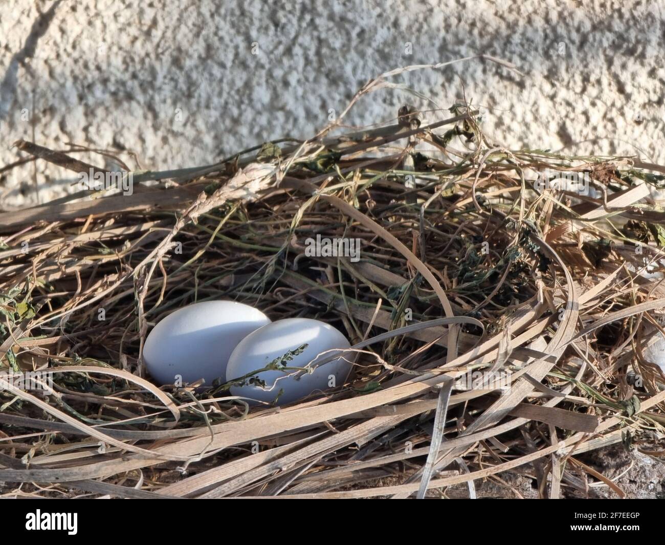 closeup photo of pigeon in the nest Stock Photo - Alamy