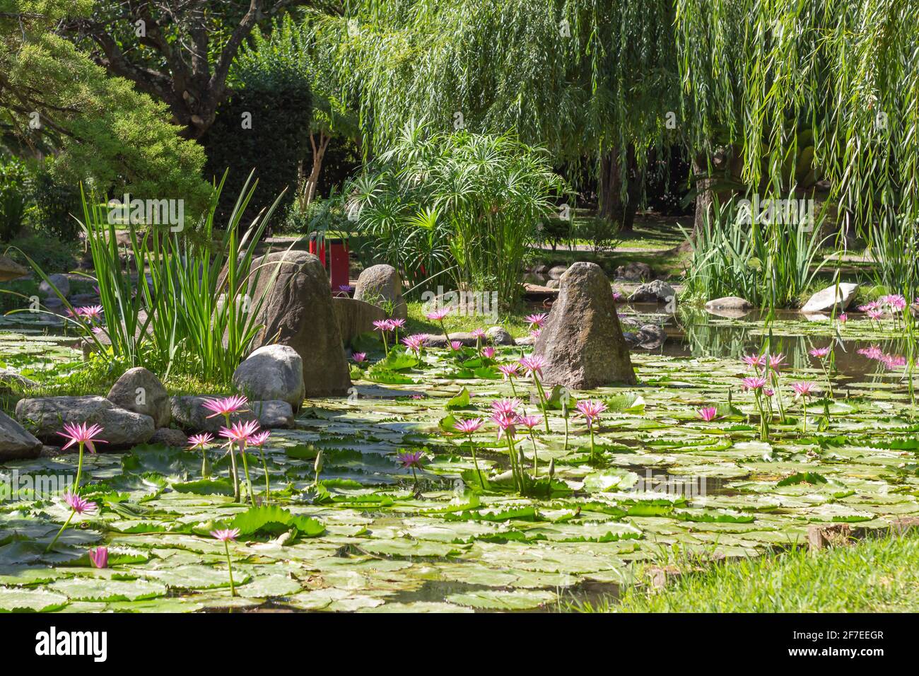 Violet flowers in a city park on a sunny day Stock Photo - Alamy