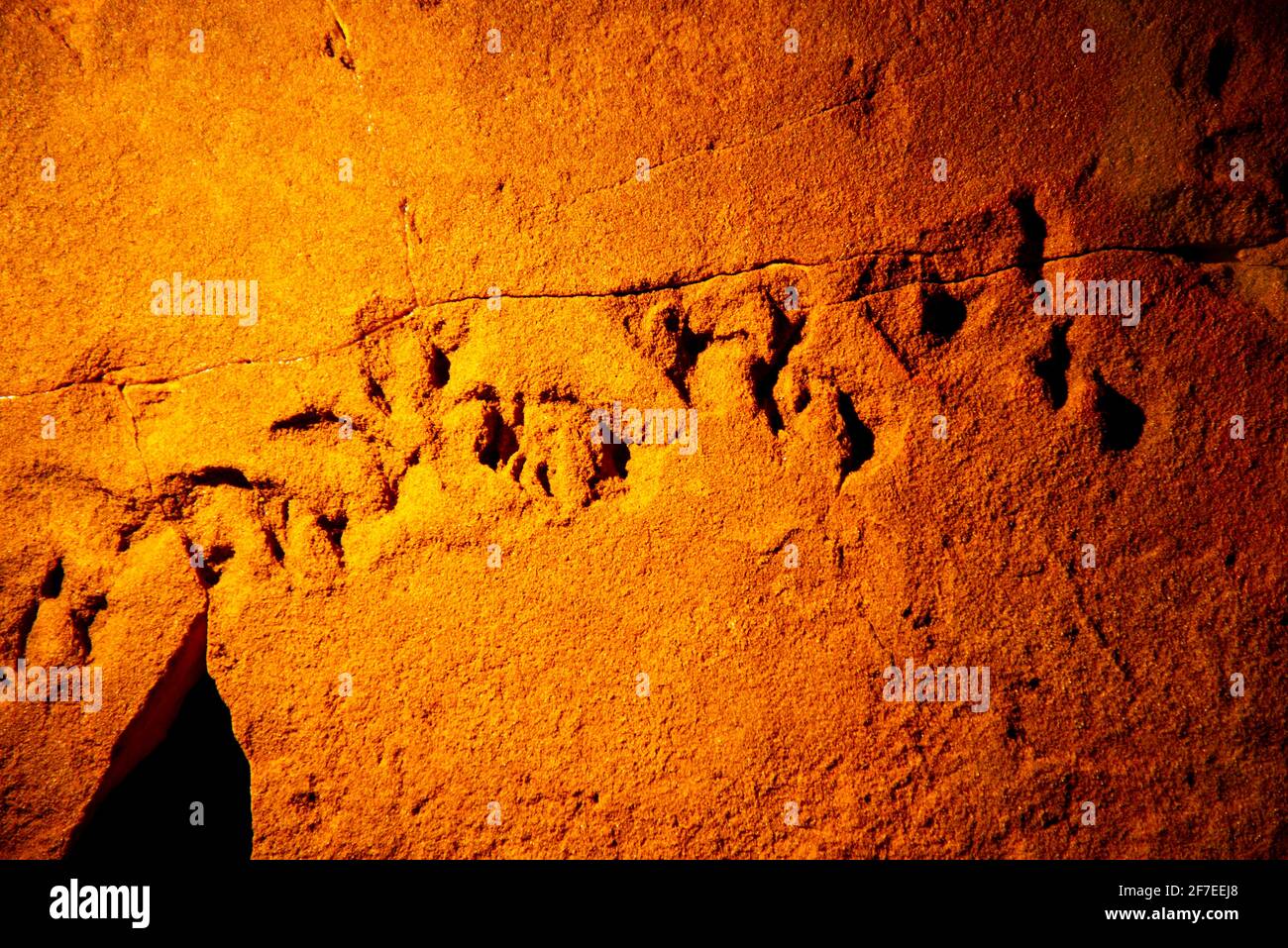 Prehistoric Animal Tracks in Sandstone Stock Photo - Alamy