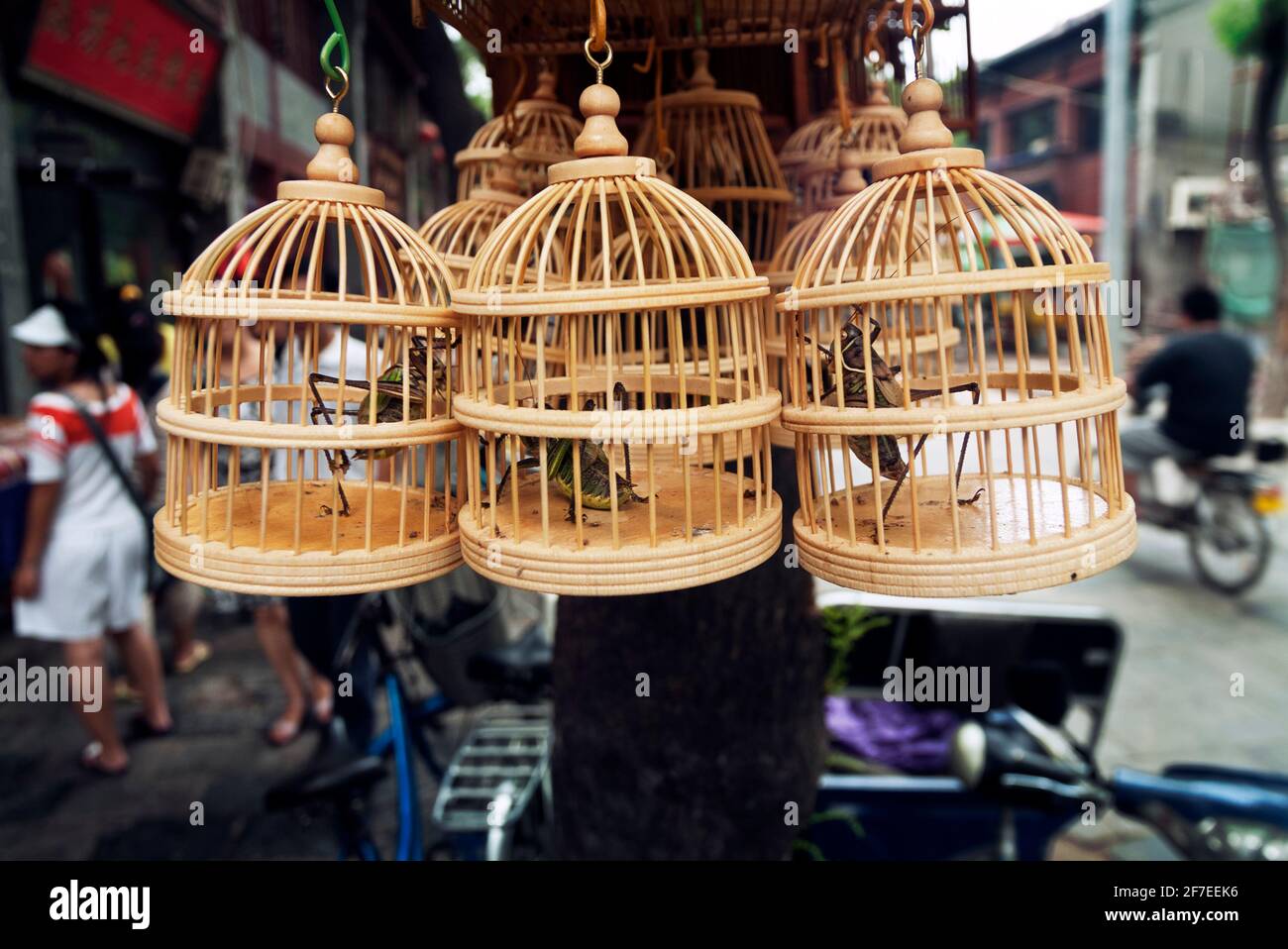 Individual large live crickets in wooden cages for sale on the street ...