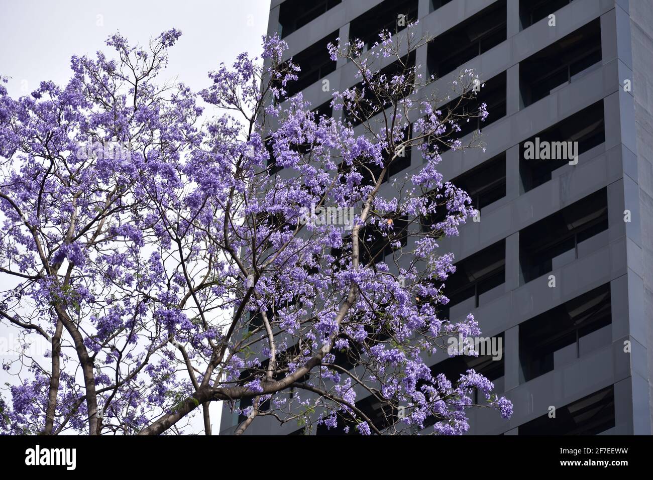 Jacaranda in Mexico City Stock Photo - Alamy