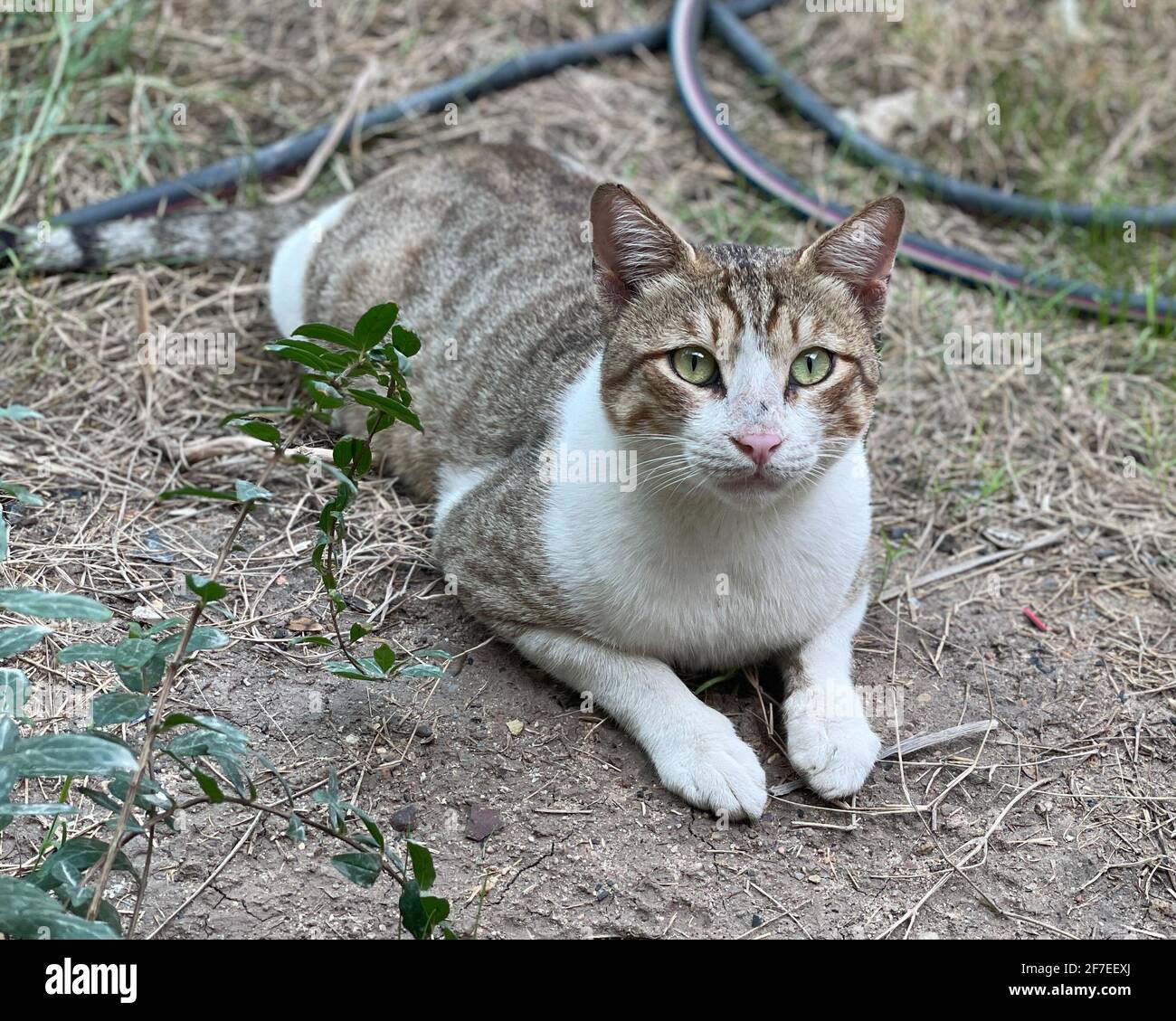 Abu dhabi cat hi-res stock photography and images - Alamy
