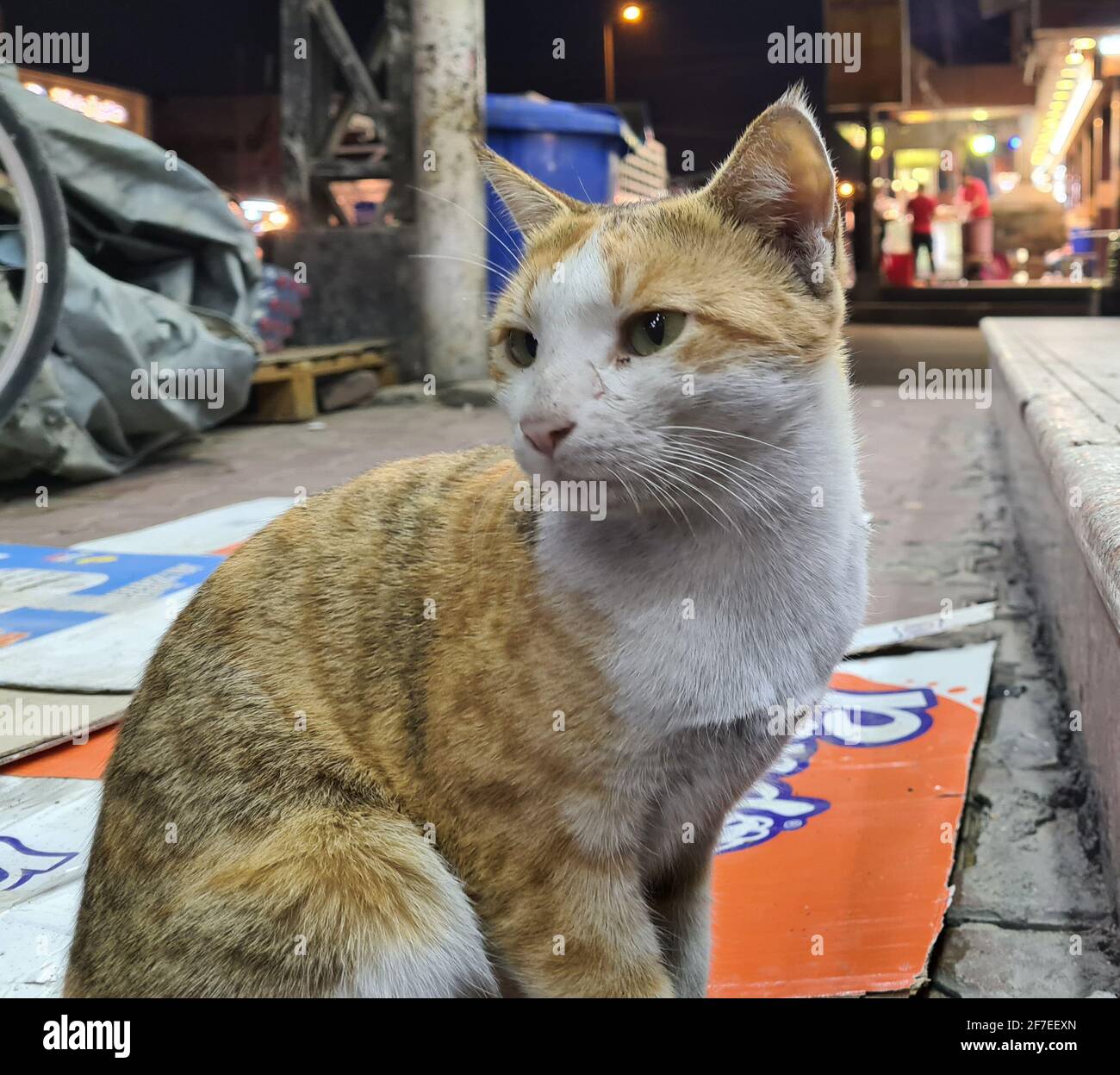 Persian Squirrel High Resolution Stock Photography and Images - Alamy