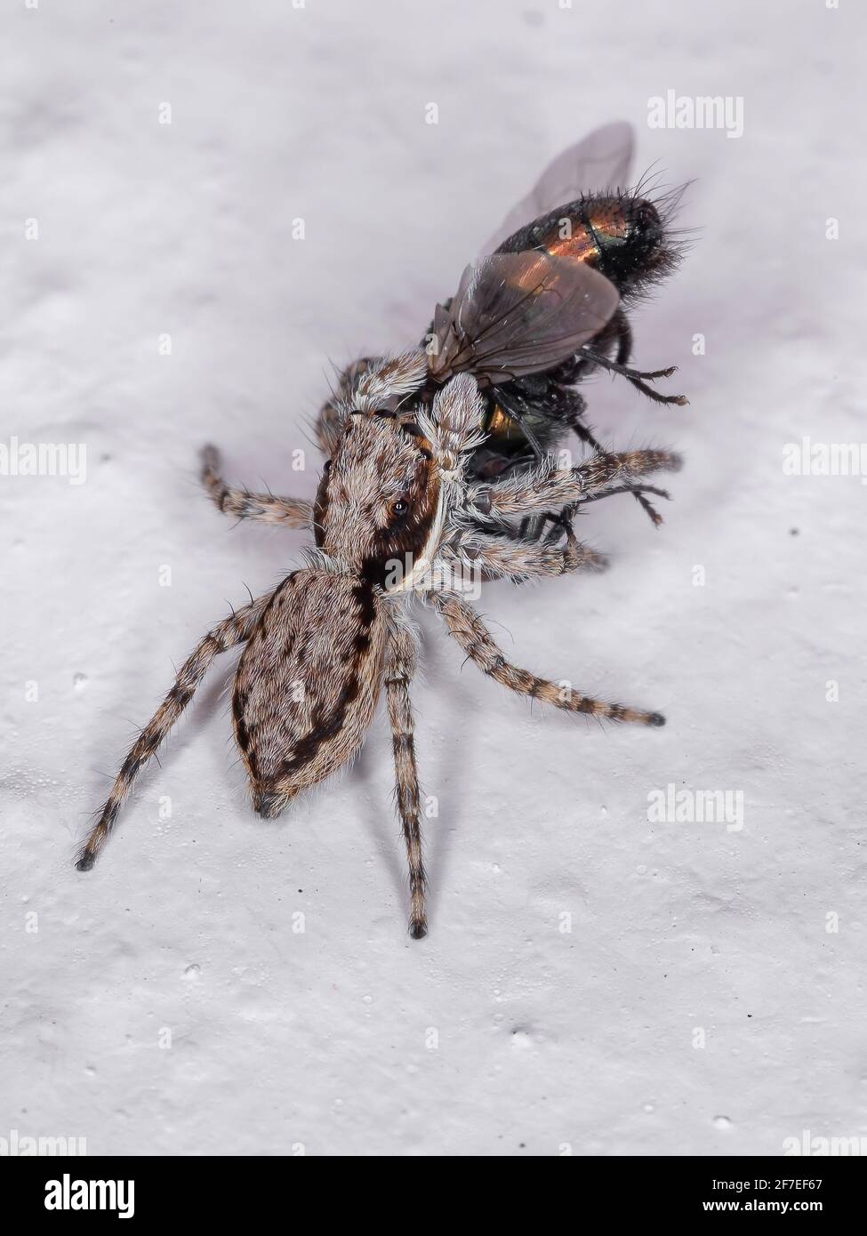 Gray Wall Jumping Spider of the species Menemerus bivittatus preying on ...