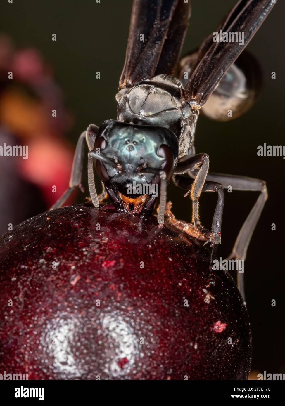 Adult Warrior Wasp of the Genus Synoeca Stock Photo - Alamy