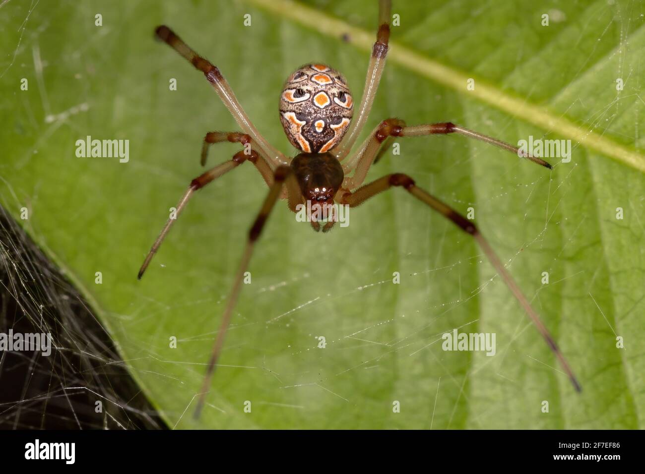 Small Brown Widow of the species Latrodectus geometricus Stock Photo ...
