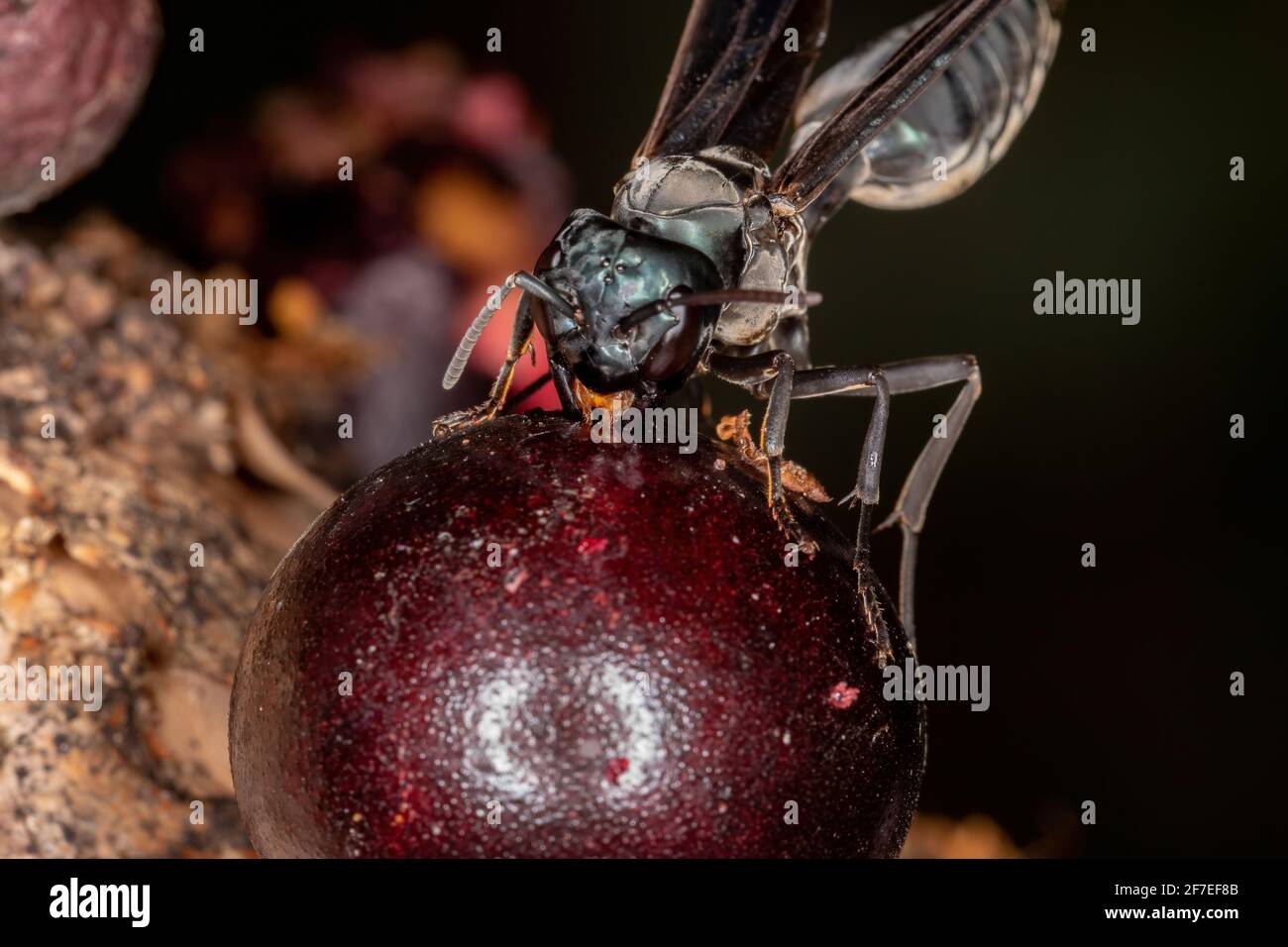 Adult Warrior Wasp of the Genus Synoeca Stock Photo - Alamy