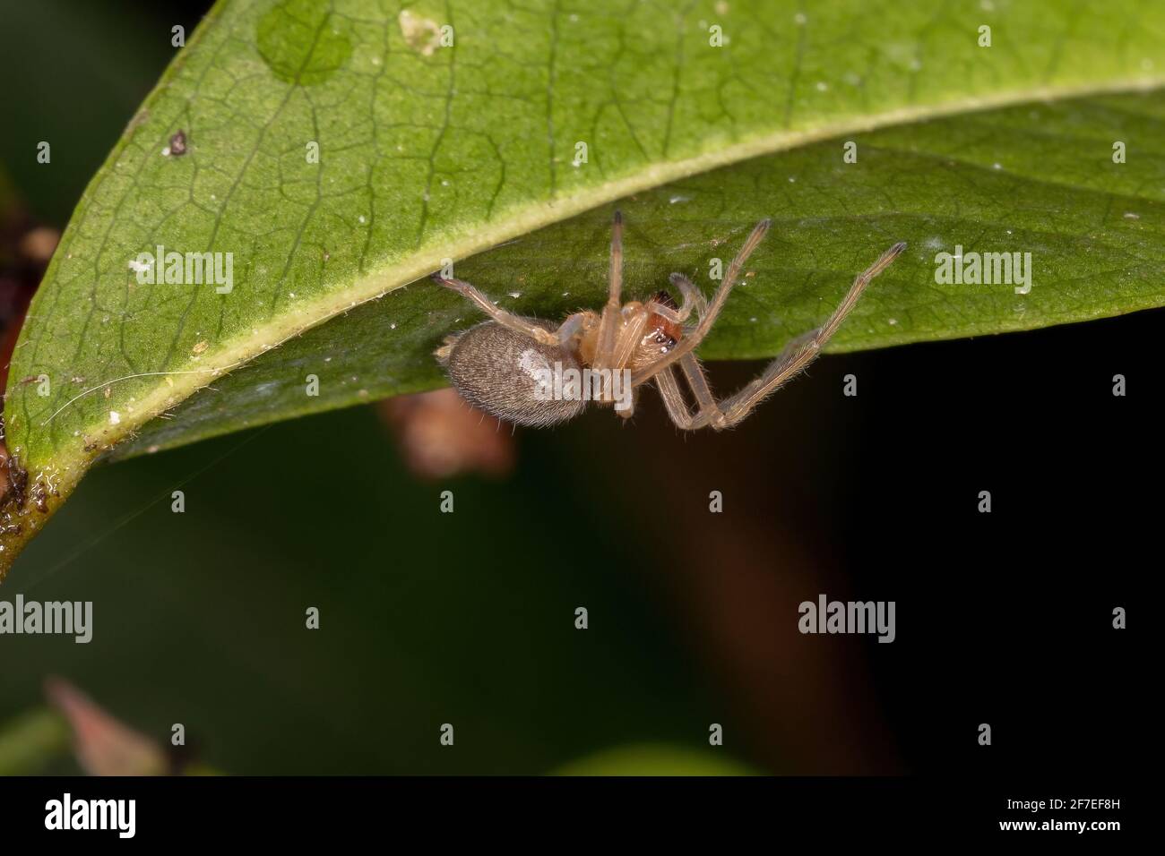 Small Ghost Spider of the Family Anyphaenidae Stock Photo - Alamy