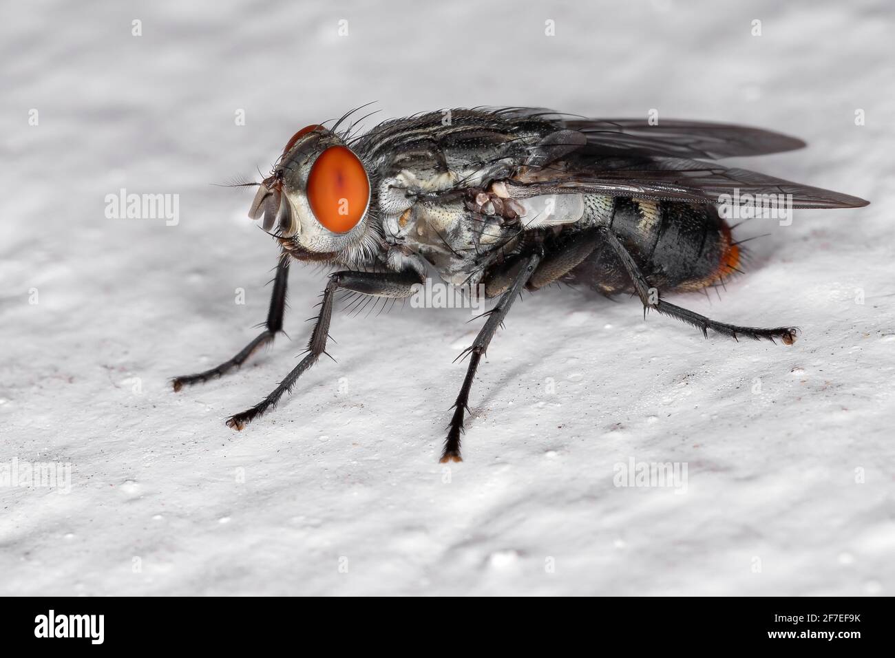 Adult Flesh Fly of the Family Sarcophagidae Stock Photo - Alamy
