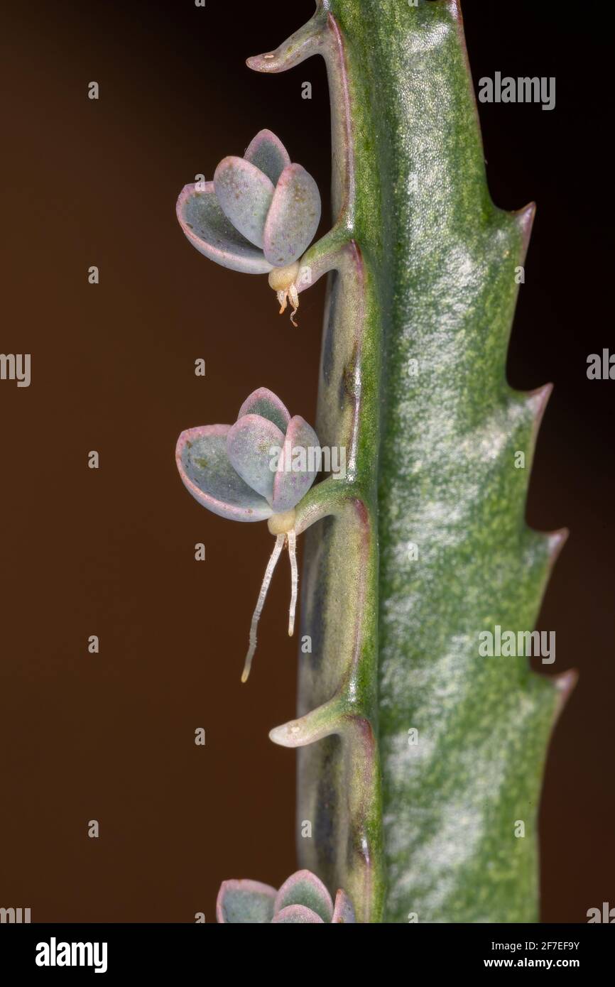 Alligator Plant of the species Kalanchoe daigremontiana Stock Photo - Alamy