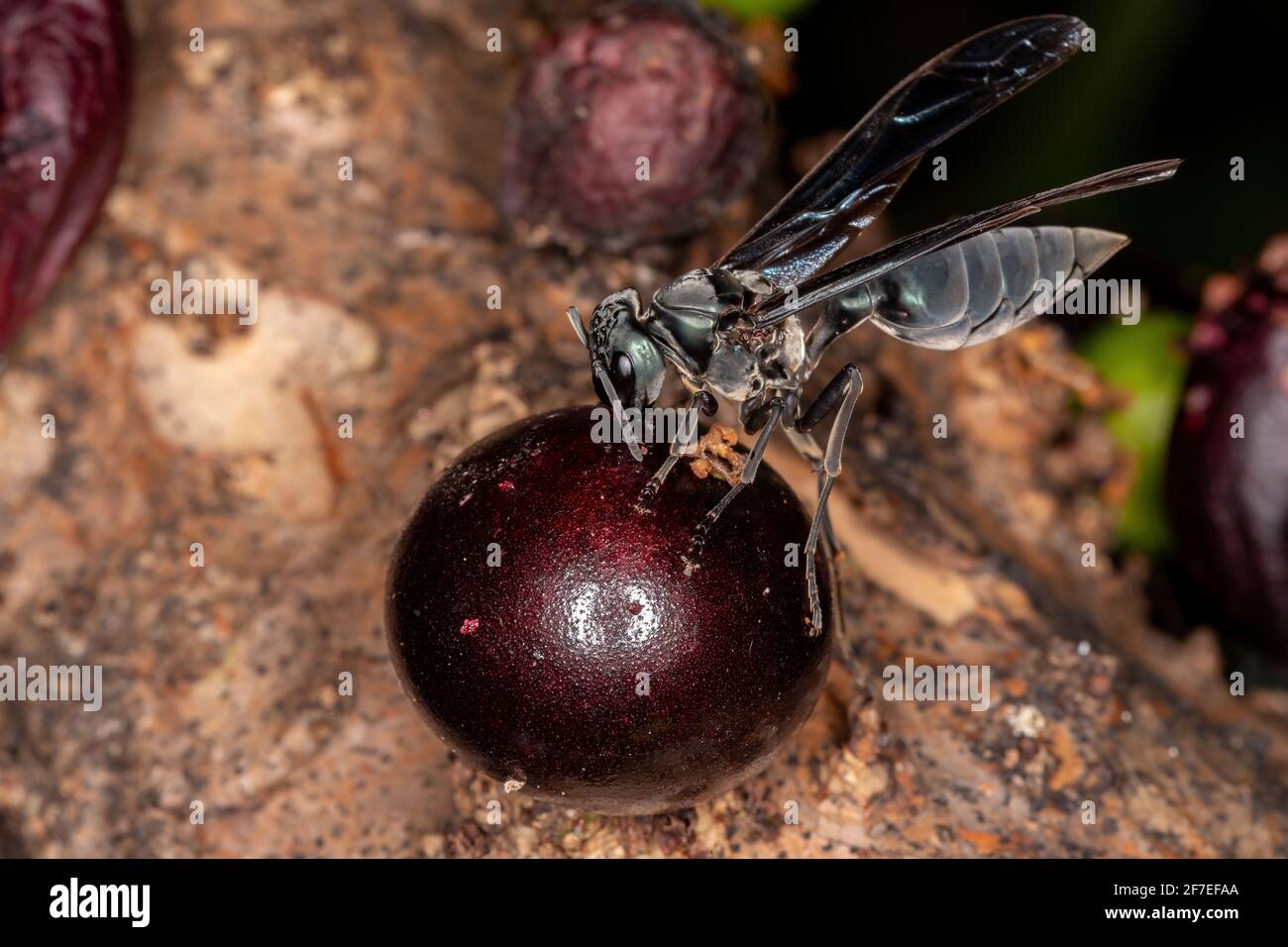 Adult Warrior Wasp of the Genus Synoeca Stock Photo - Alamy