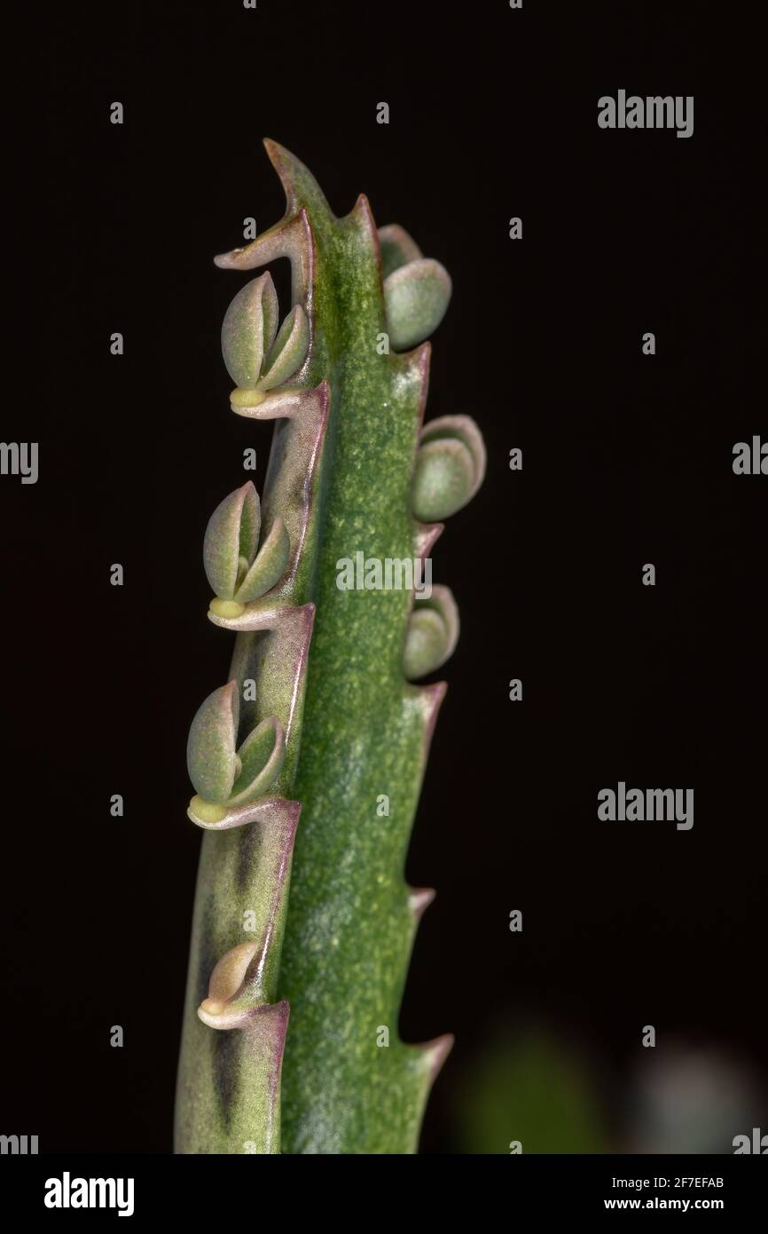 Alligator Plant of the species Kalanchoe daigremontiana Stock Photo - Alamy