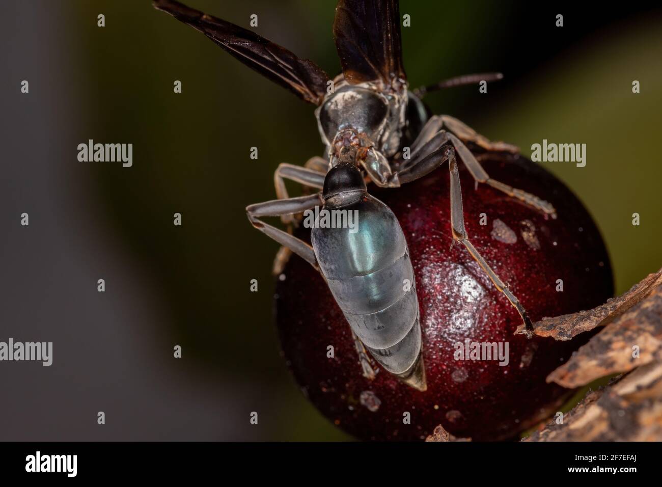 Adult Warrior Wasp of the Genus Synoeca Stock Photo - Alamy