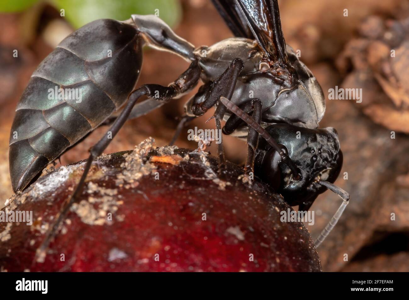 Warrior wasp hi-res stock photography and images - Alamy
