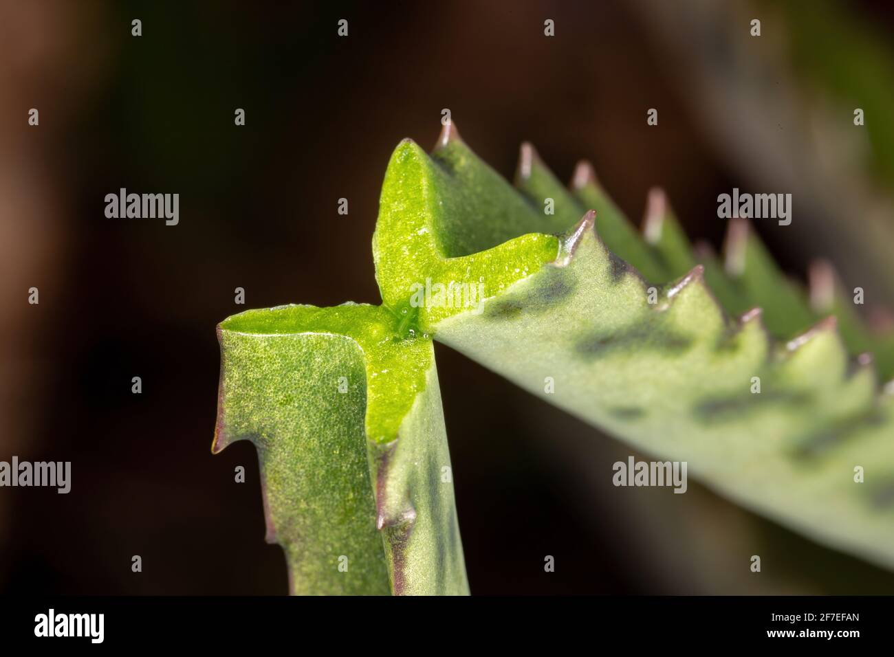 Alligator Plant of the species Kalanchoe daigremontiana Stock Photo - Alamy