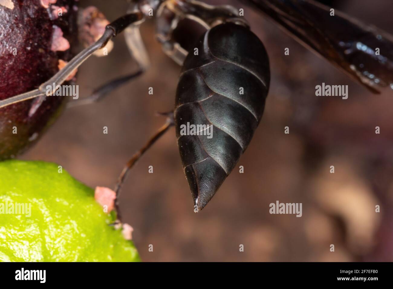 Warrior wasp hi-res stock photography and images - Alamy