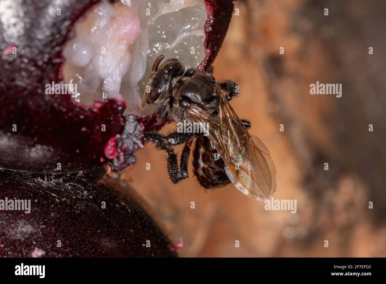 Black Stingless Bee of the Genus Trigona Stock Photo - Alamy