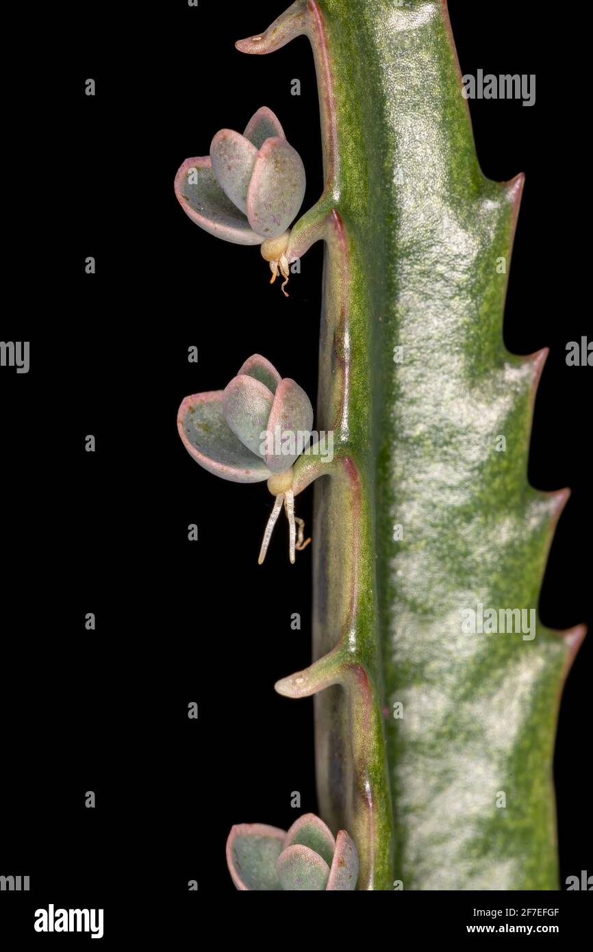 Alligator Plant of the species Kalanchoe daigremontiana Stock Photo - Alamy