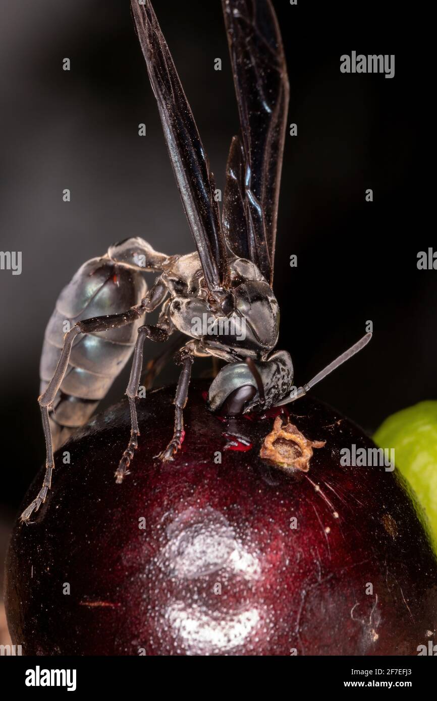 Synoeca hi-res stock photography and images - Alamy