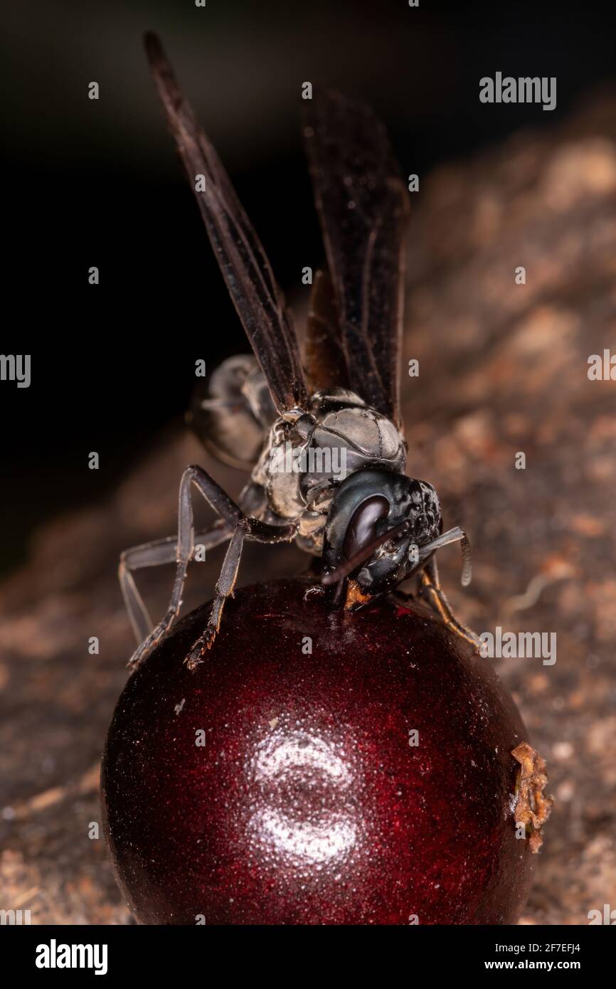 Adult Warrior Wasp of the Genus Synoeca Stock Photo - Alamy