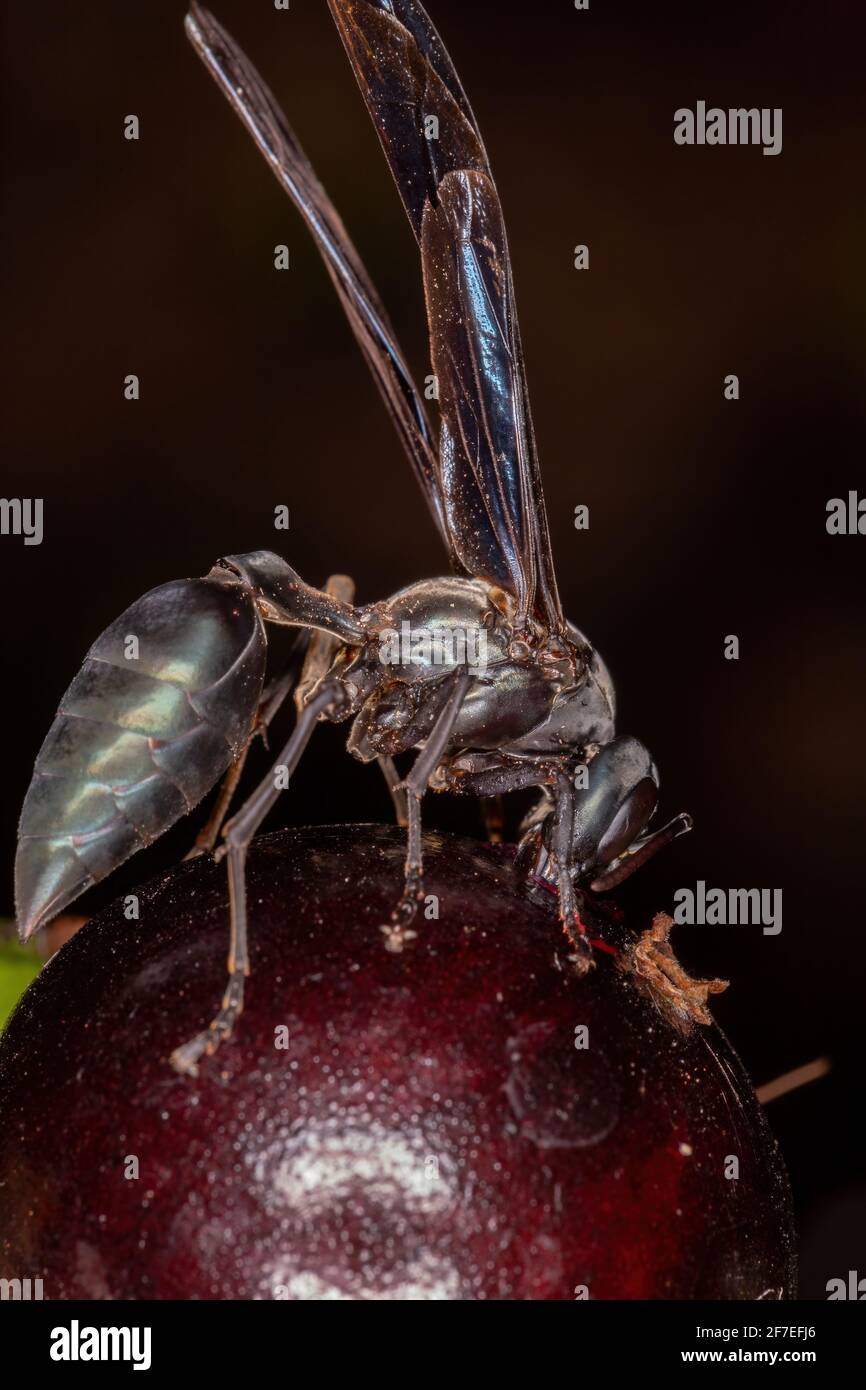 Adult Warrior Wasp of the Genus Synoeca Stock Photo - Alamy
