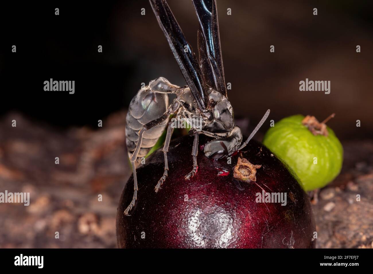 Adult Warrior Wasp of the Genus Synoeca Stock Photo - Alamy