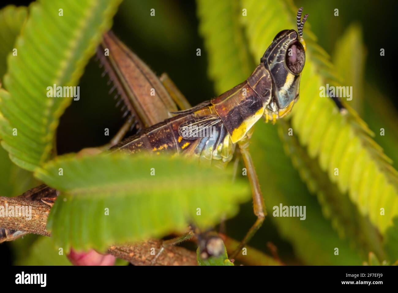 Monkey taxonomy hi-res stock photography and images - Alamy