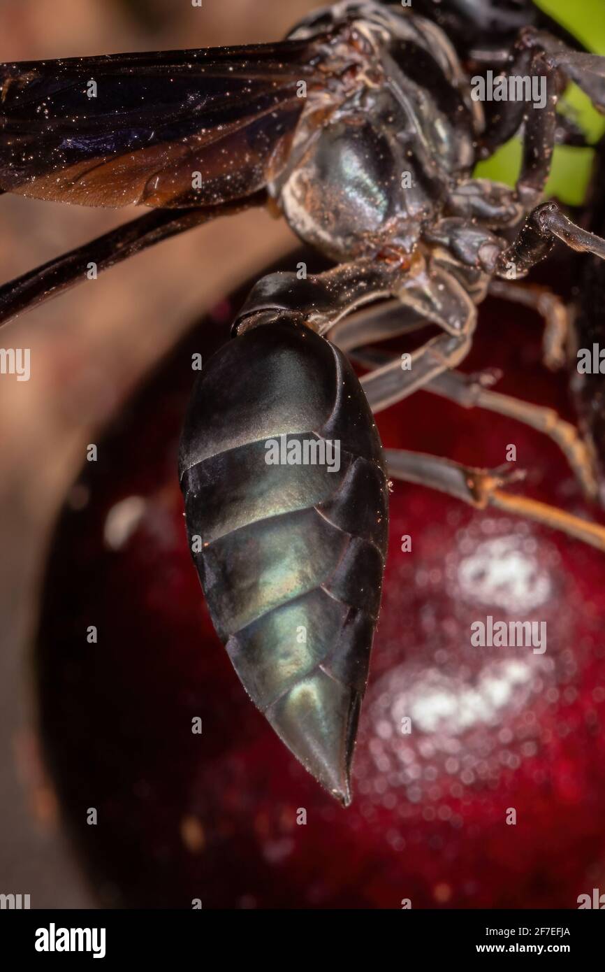 Adult Warrior Wasp of the Genus Synoeca Stock Photo - Alamy