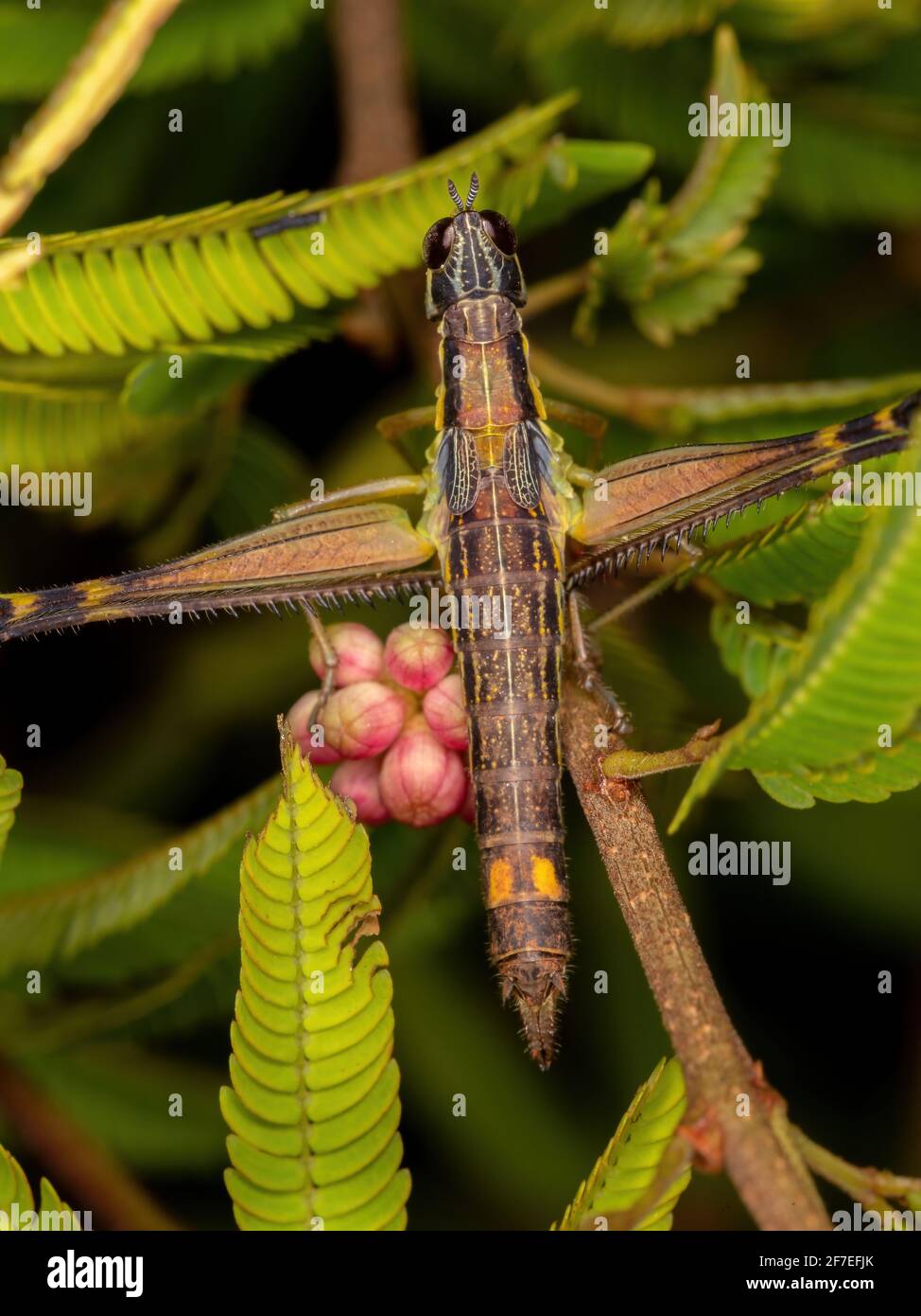 Monkey Grasshopper Nymph of the Family Eumastacidae Stock Photo - Alamy