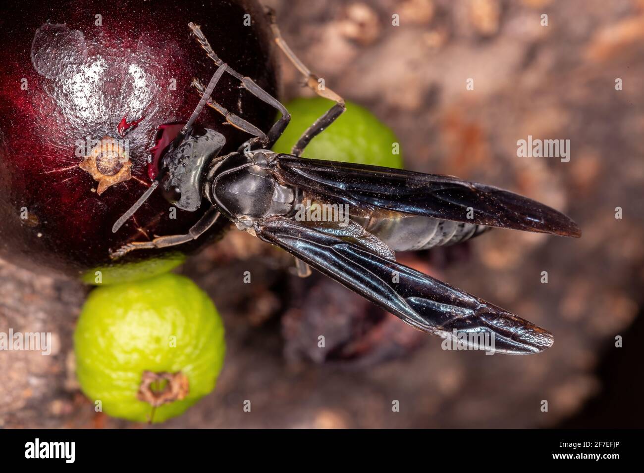 Adult Warrior Wasp of the Genus Synoeca Stock Photo - Alamy