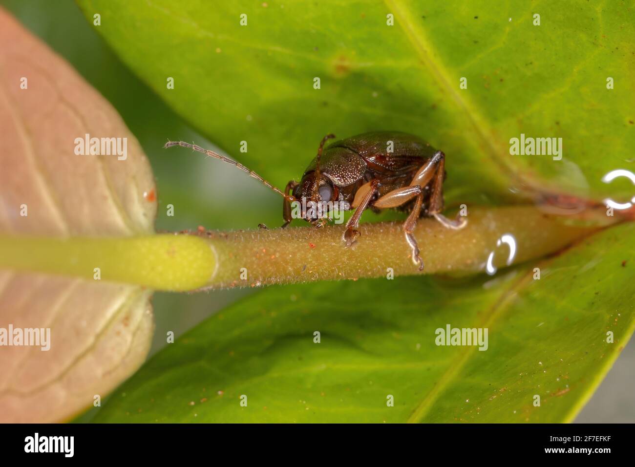 Adult Leaf Beetle of the Genus Colaspis Stock Photo - Alamy